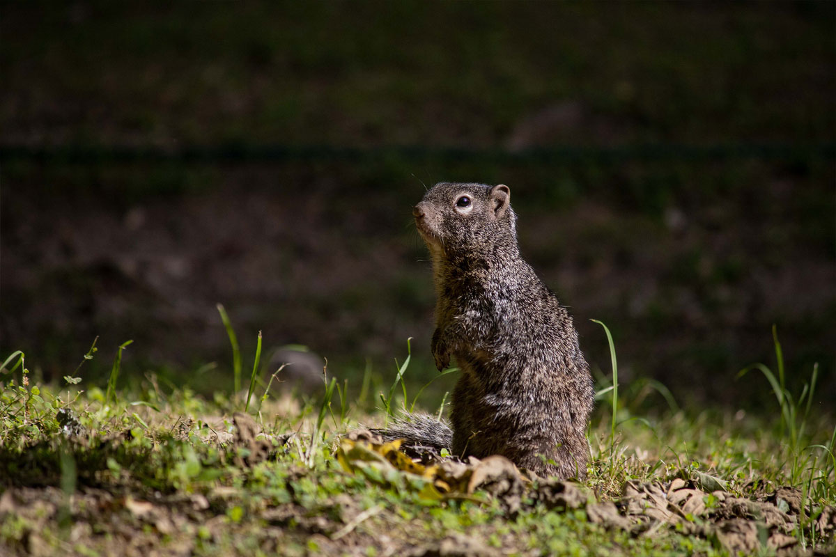 Rescate de fauna - Bosques urbanos