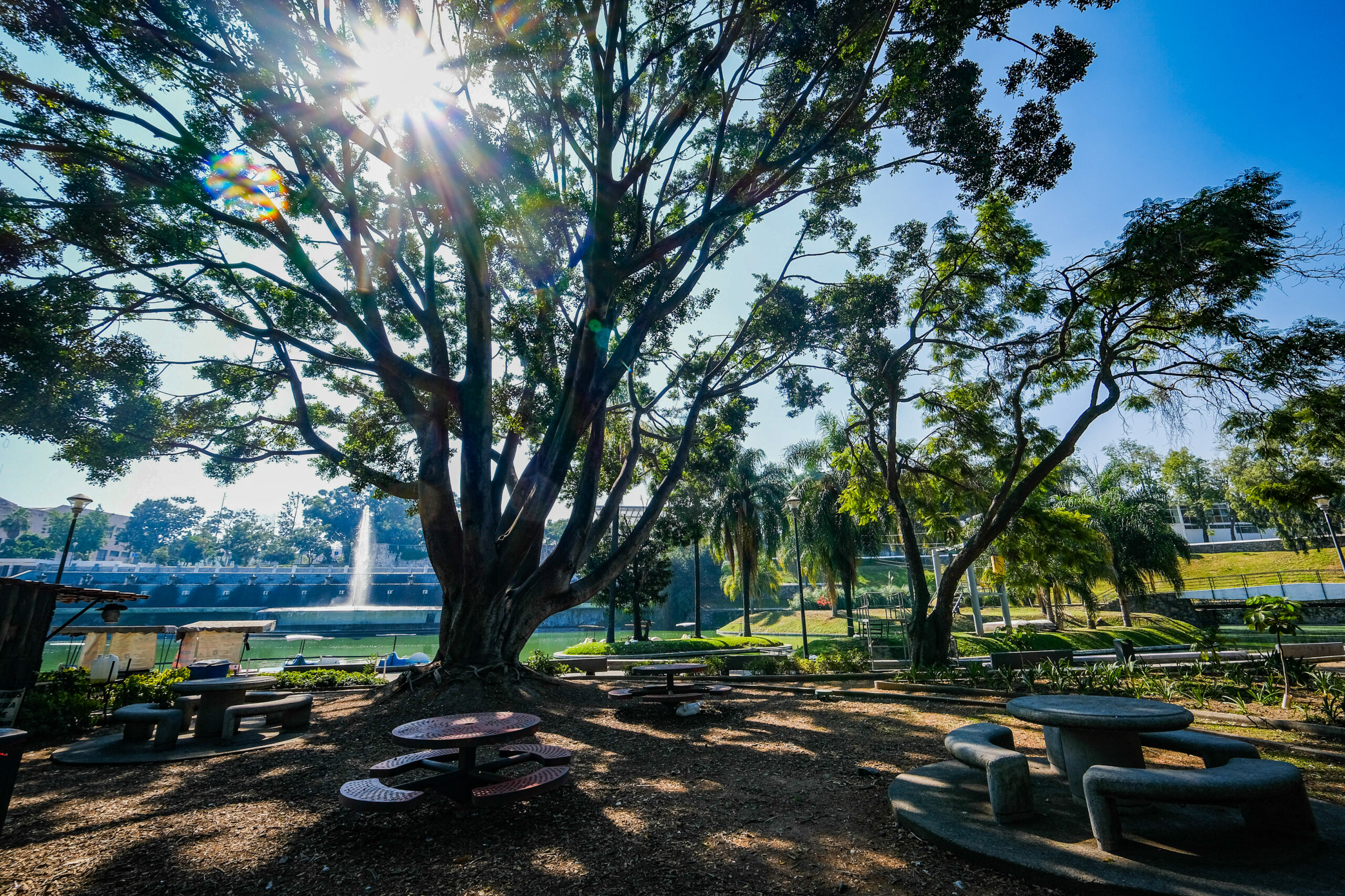 Bosques Urbanos - Bosques urbanos