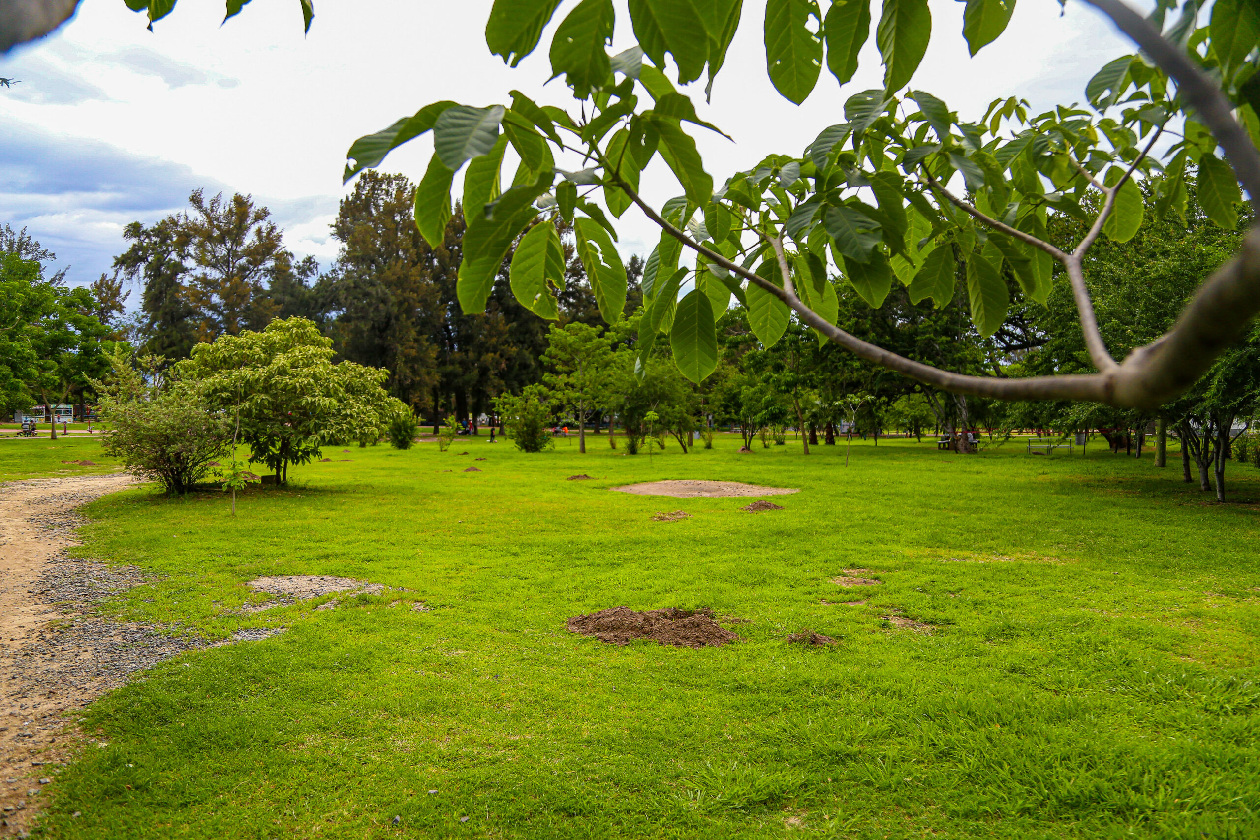 Parque Montenegro - Bosques urbanos